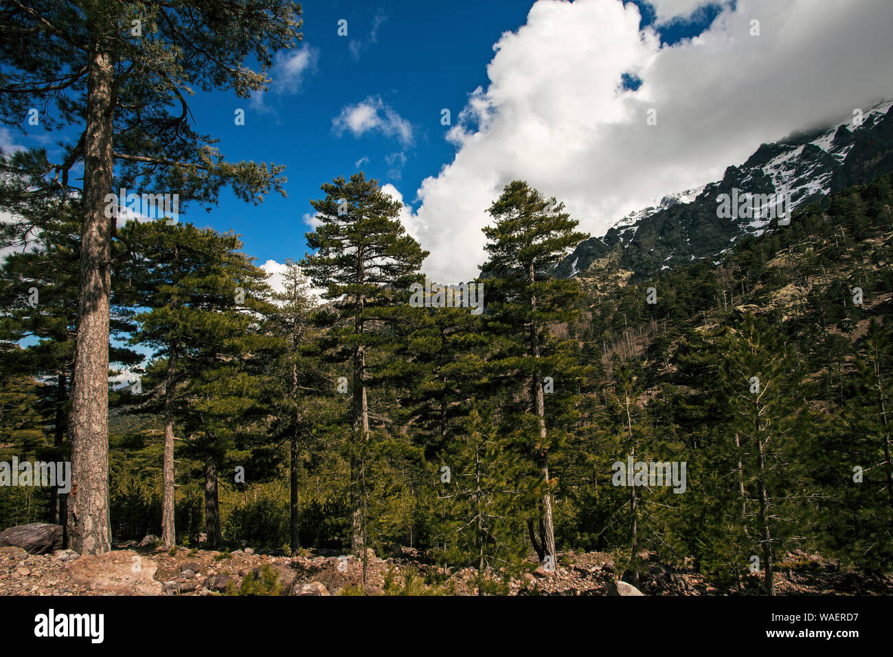 Corsican pine Pinus nigra subsp laricio with the Monte Cinto mountain ...