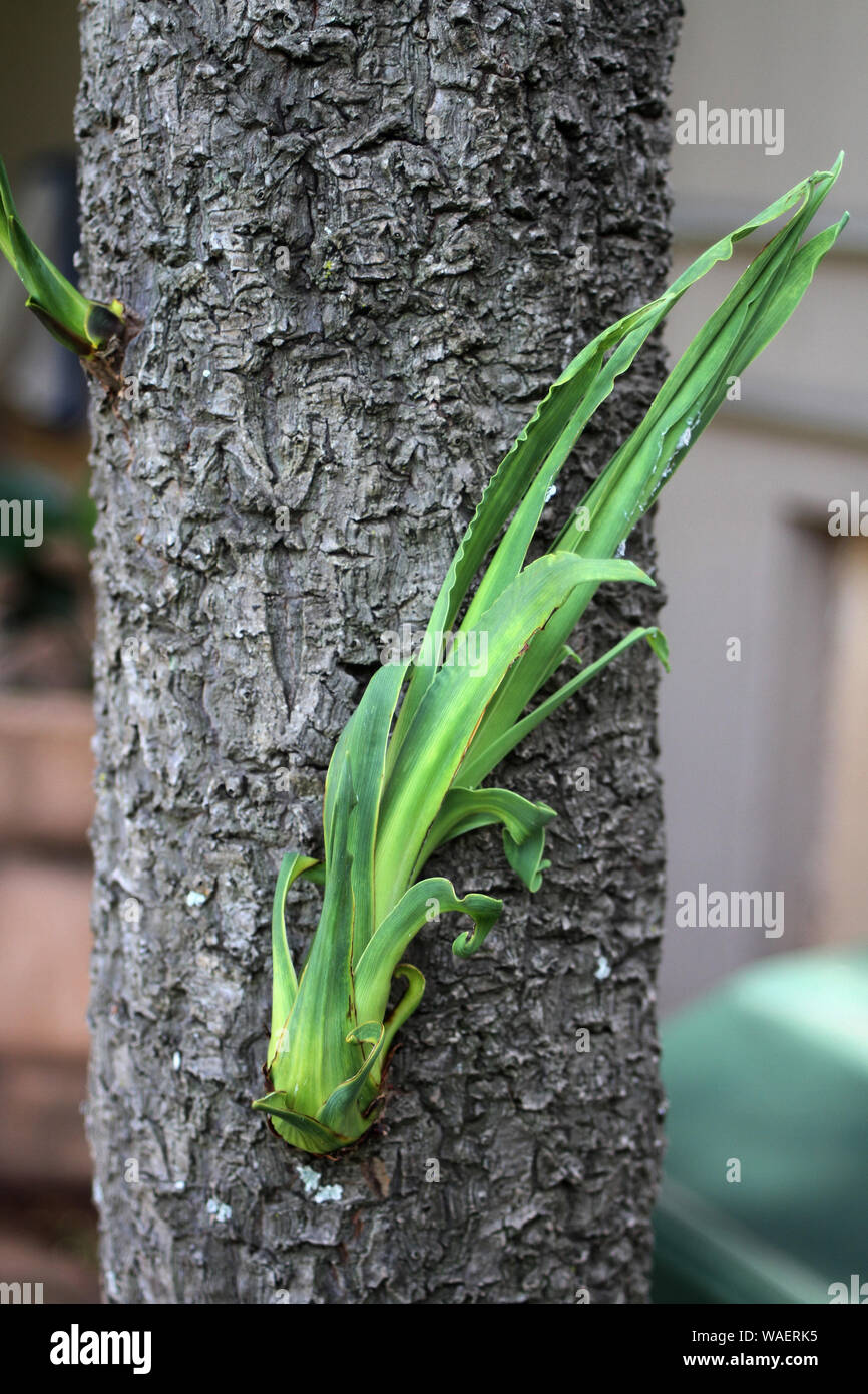 Adventitious shoot growing on a tree trunk, South Africa Stock Photo ...