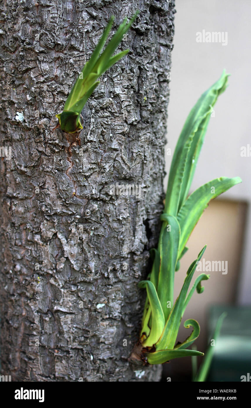 Suckers trees hi-res stock photography and images - Alamy