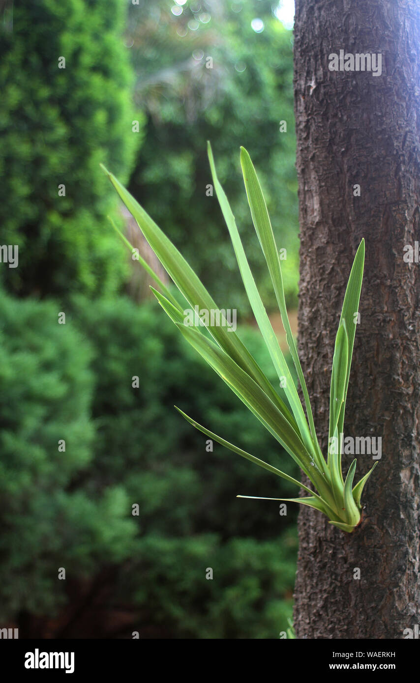 Adventitious shoot growing on a tree trunk, South Africa Stock Photo ...
