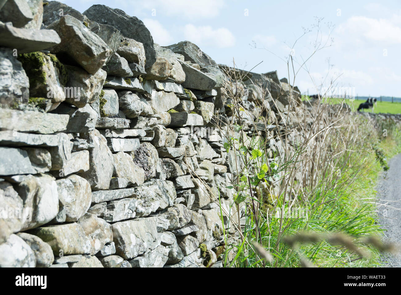 Slate walling and dry stone walls in the Lake District, Cumbria, UK ...