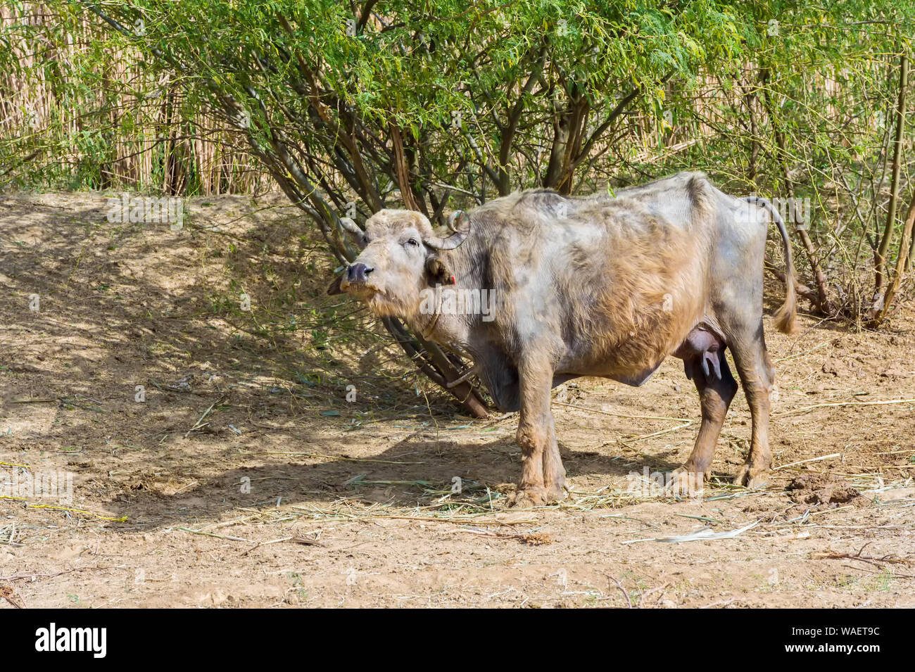 Cow in a field, Great Rann of Kutch Desert, Gujarat, India Stock Photo ...