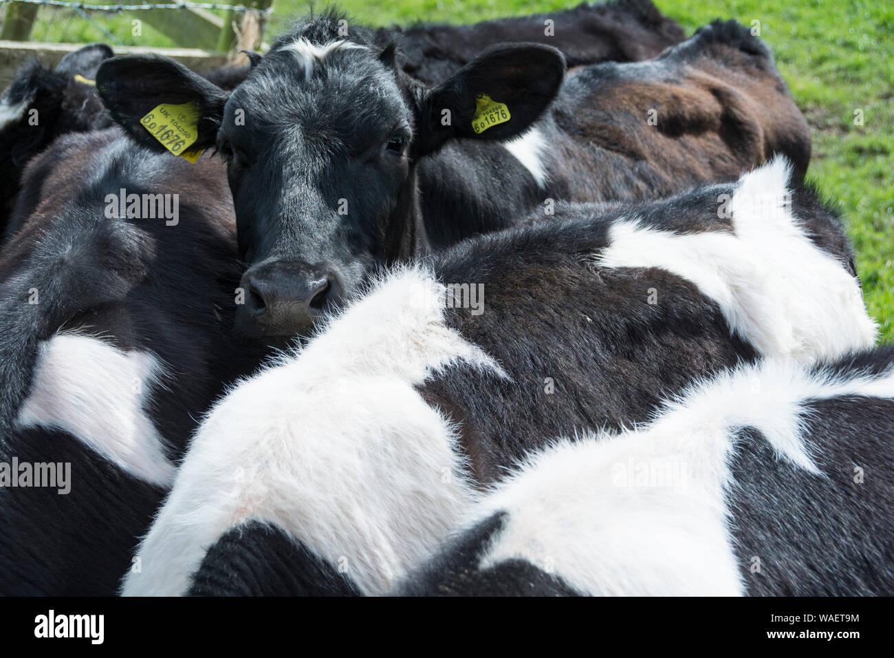 Friesian cattle hi-res stock photography and images - Alamy