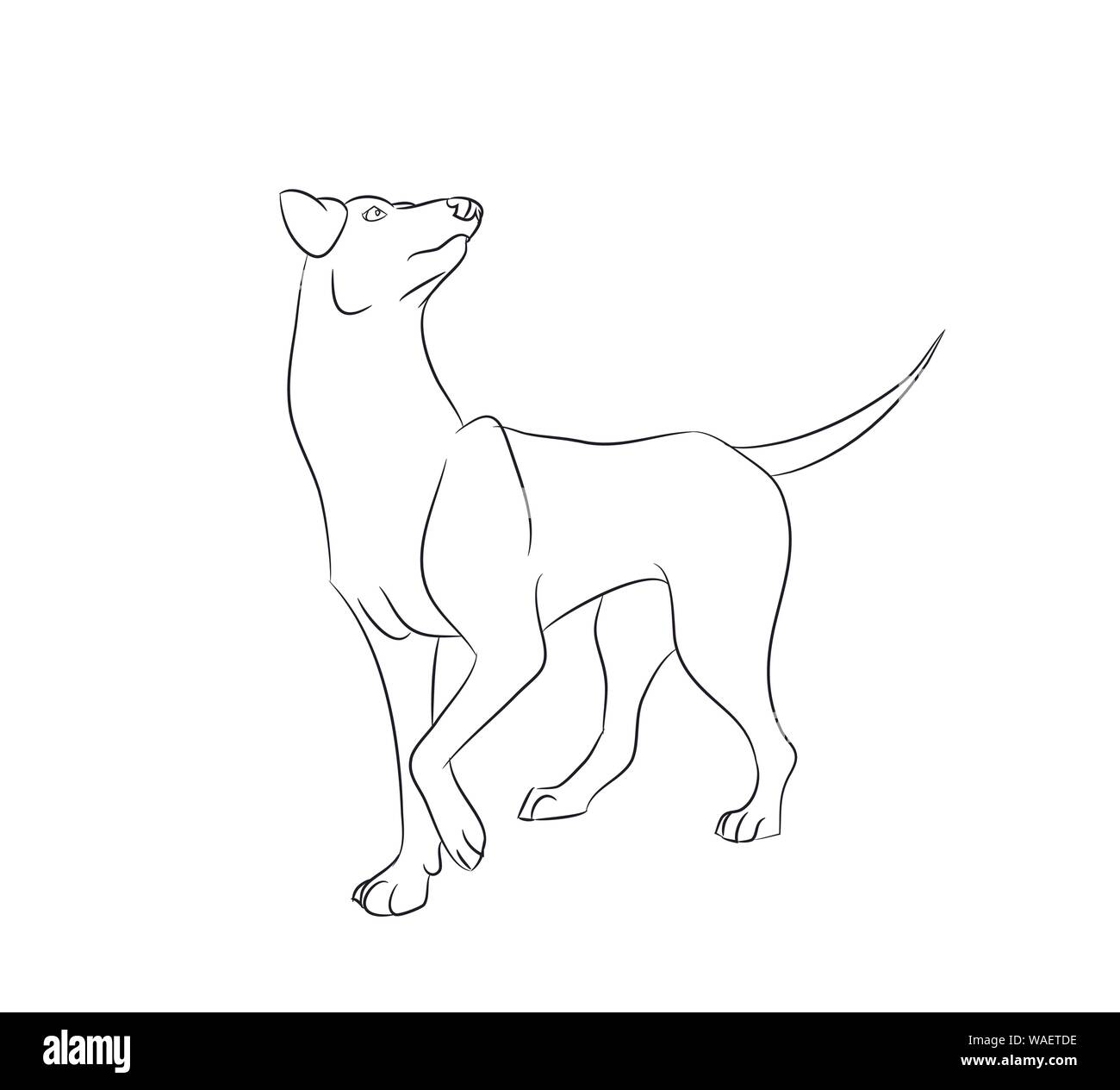 dog stands, lines, vector, white background, dog stands Stock Vector ...