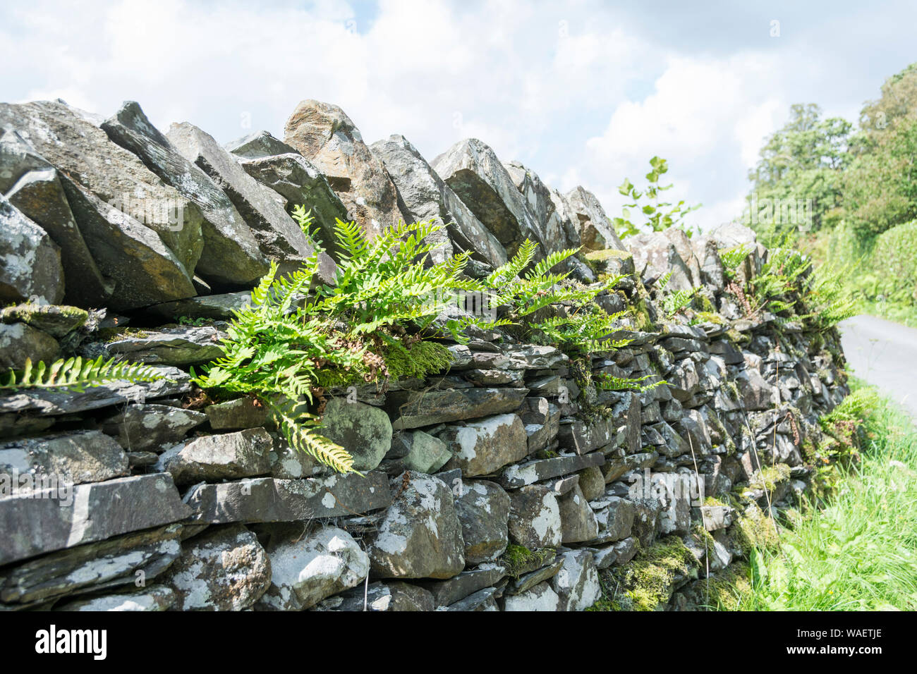 Ferns growing dry stone wall hi-res stock photography and images - Alamy