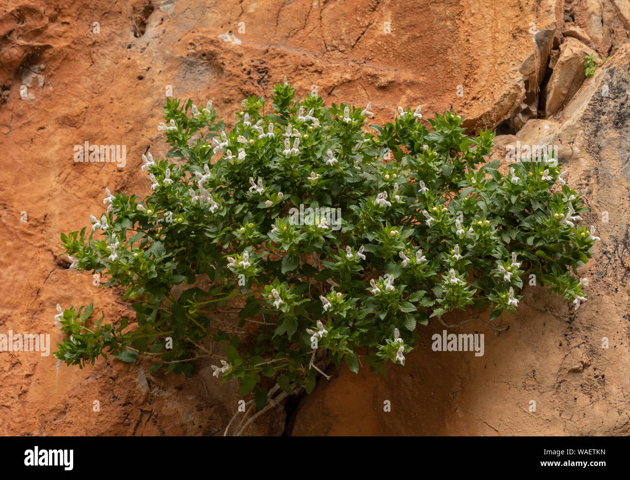 Spanish Hedge-Nettle, Prasium majus, in flower on cliff, Crete Stock ...