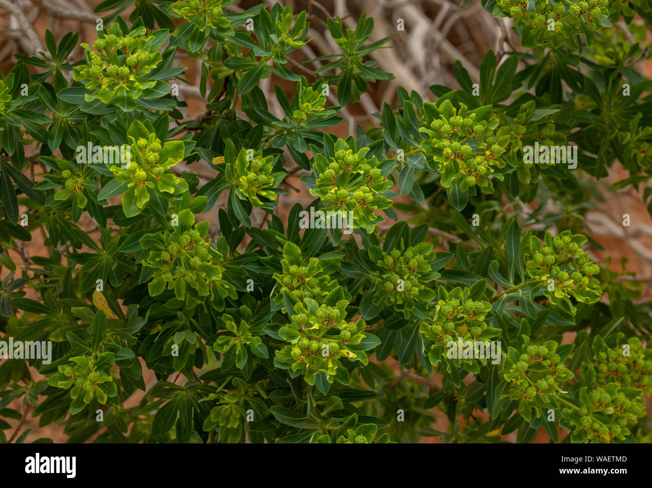 Euphorbia sultan hassei hi-res stock photography and images - Alamy