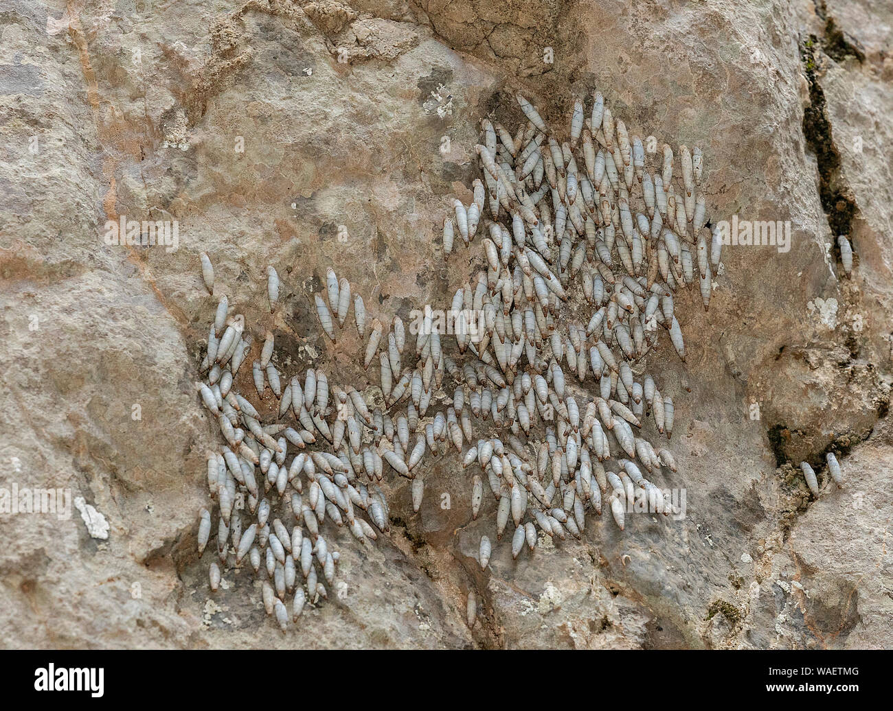 Aestivation hi-res stock photography and images - Alamy