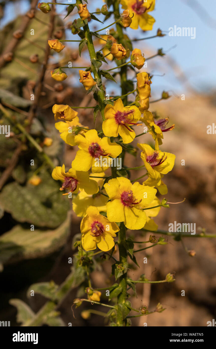 Greek mullein hi-res stock photography and images - Alamy
