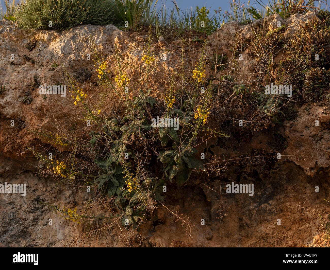 Greek mullein hi-res stock photography and images - Alamy
