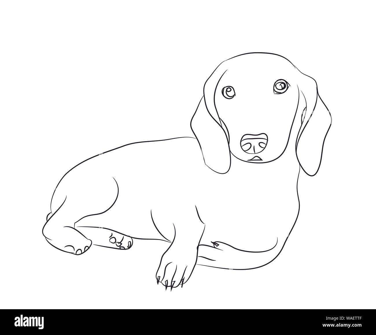 dog lies, dachshund, lines, vector, white background Stock Vector Image ...