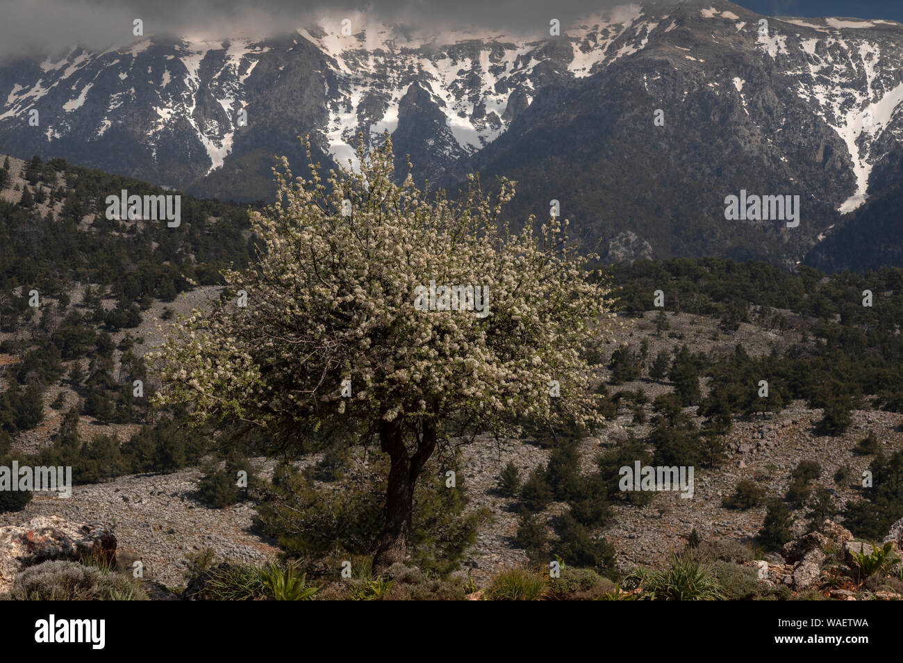 Almond tree leaf hi-res stock photography and images - Alamy
