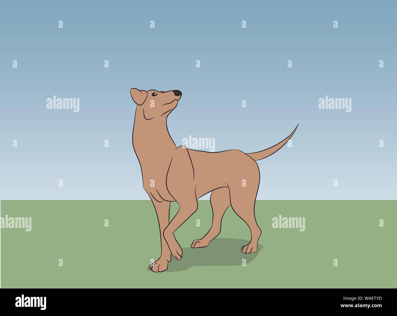 dog standing on nature, color, vector, outdoors Stock Vector Image ...