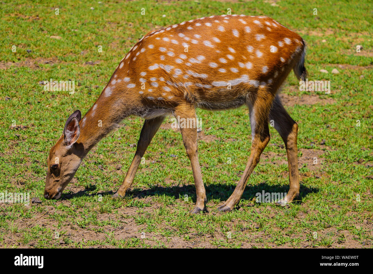 Deer eating grass hi-res stock photography and images - Alamy