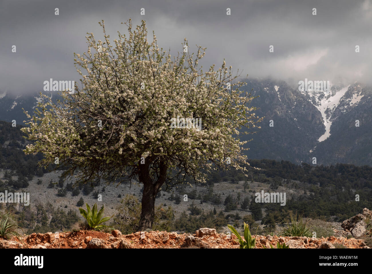 Almond-leaf Pear, Pyrus amygdaliformis, in flower in spring in Crete ...