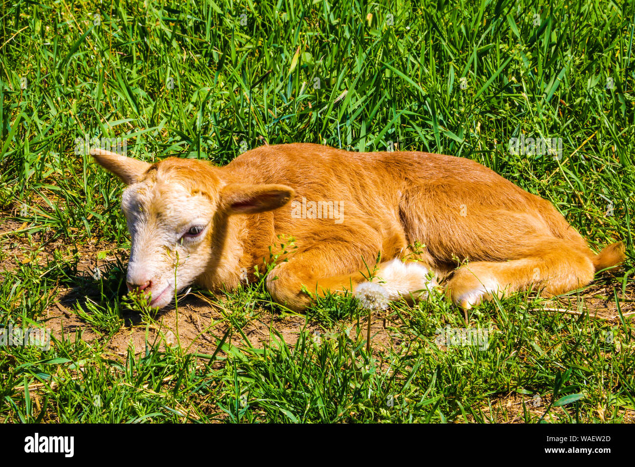 Little young red lamb lies on the grass and cannot get to its feet ...