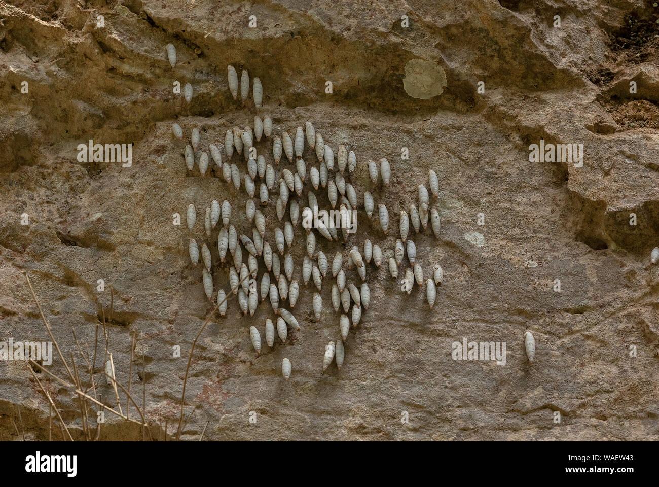 Aestivating snails, of the genus Albinaria, on the cliffs of the Imbros ...