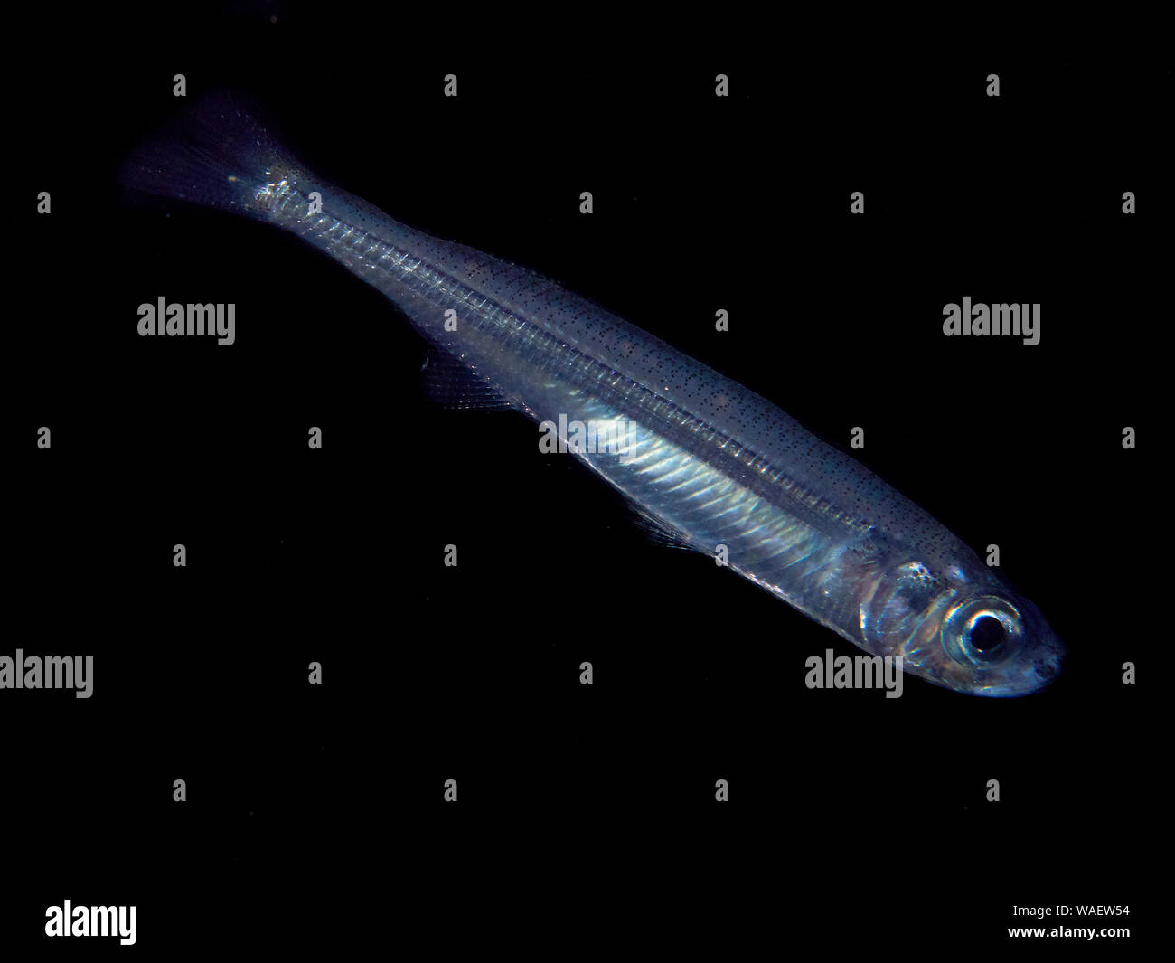 Dreamfish hi-res stock photography and images - Alamy