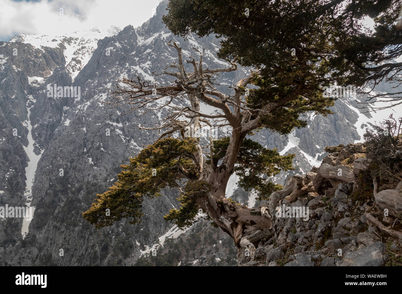 Mediterranean cypress cupressus sempervirens hi-res stock photography ...