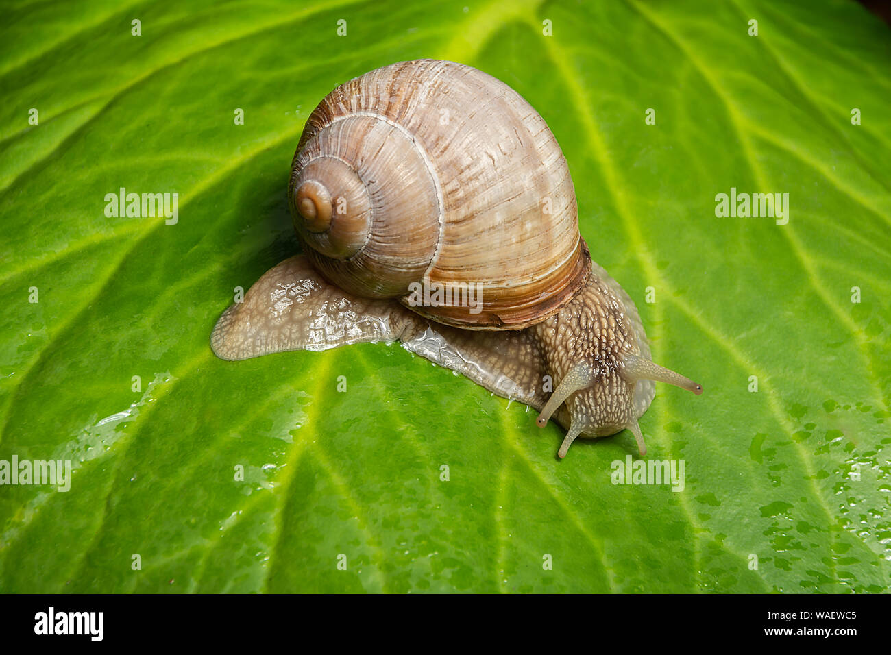 Large folio hi-res stock photography and images - Alamy