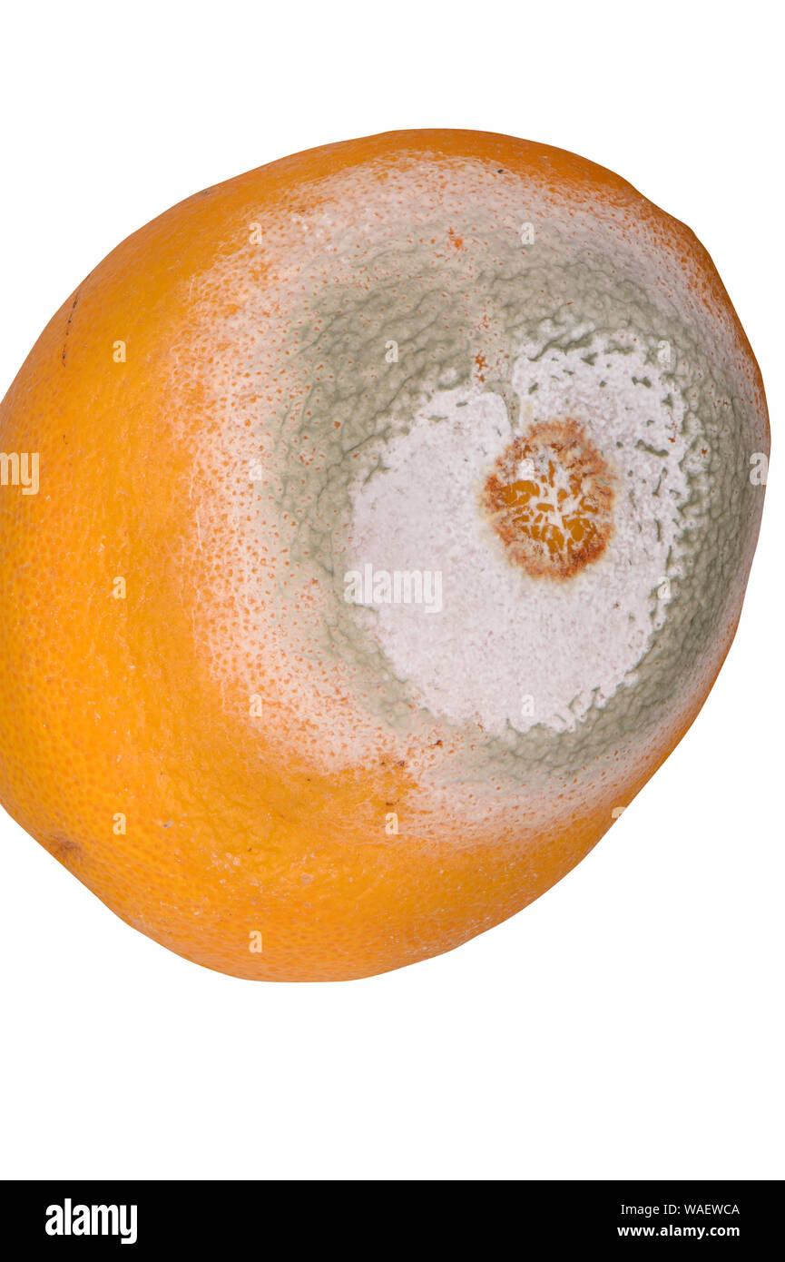 Mold on the peel of a rotten orange. Rotten orange isolated on a white ...