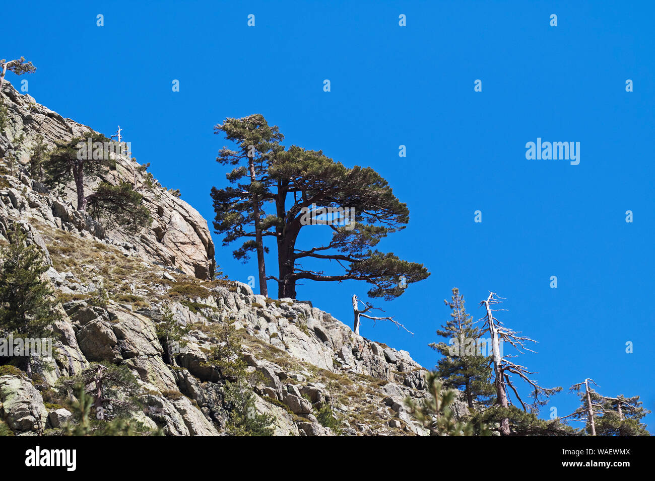 Mountains and Corsican pine Pinus nigra laricio in the Restonica Valley ...