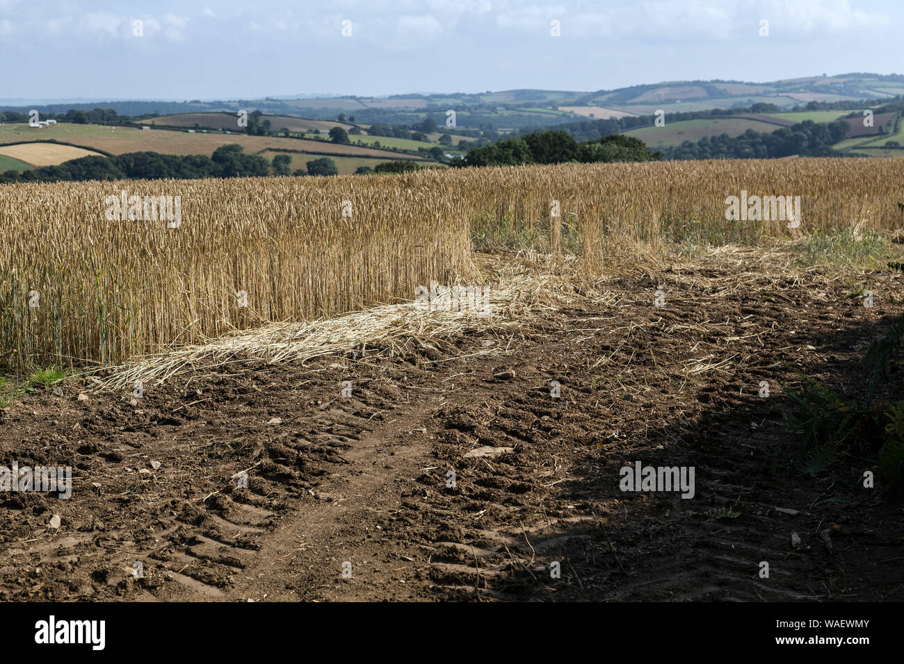 Devon, Agricultural Field, Agriculture, Dairy Product, England, Farm ...