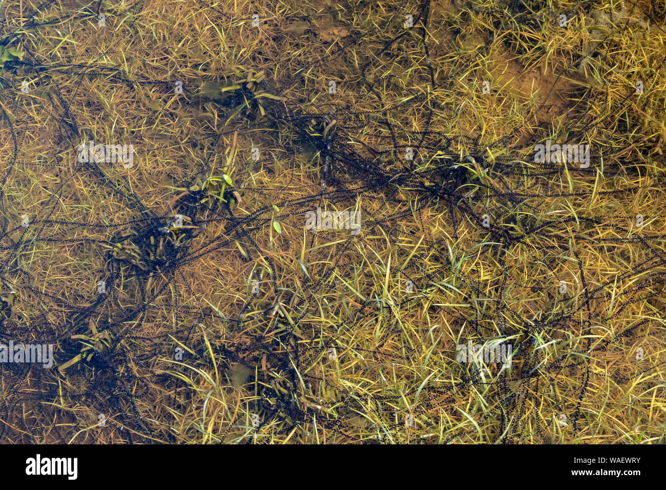 Strings of Green toad, Bufo viridis, toadspawn, in Omalos pond, White ...