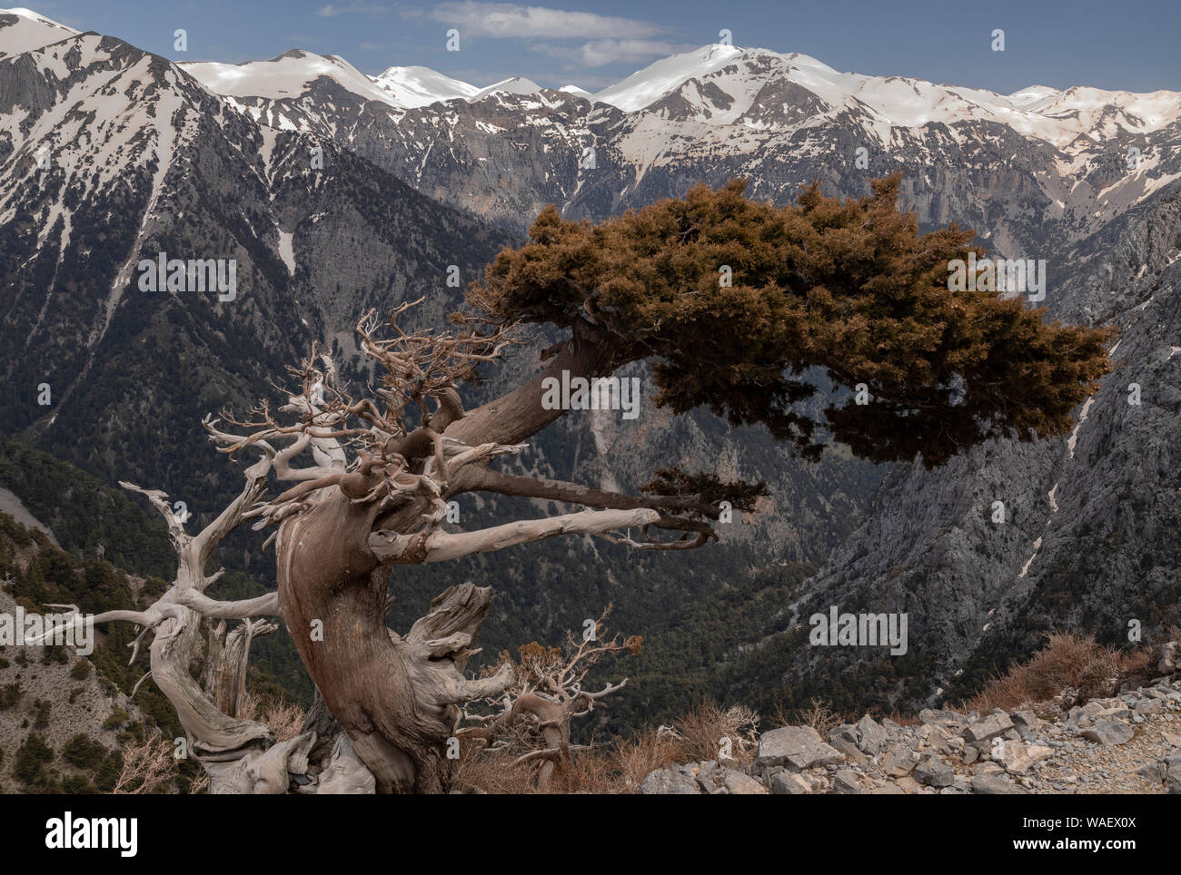 Italian cypress cupressus sempervirens hi-res stock photography and ...