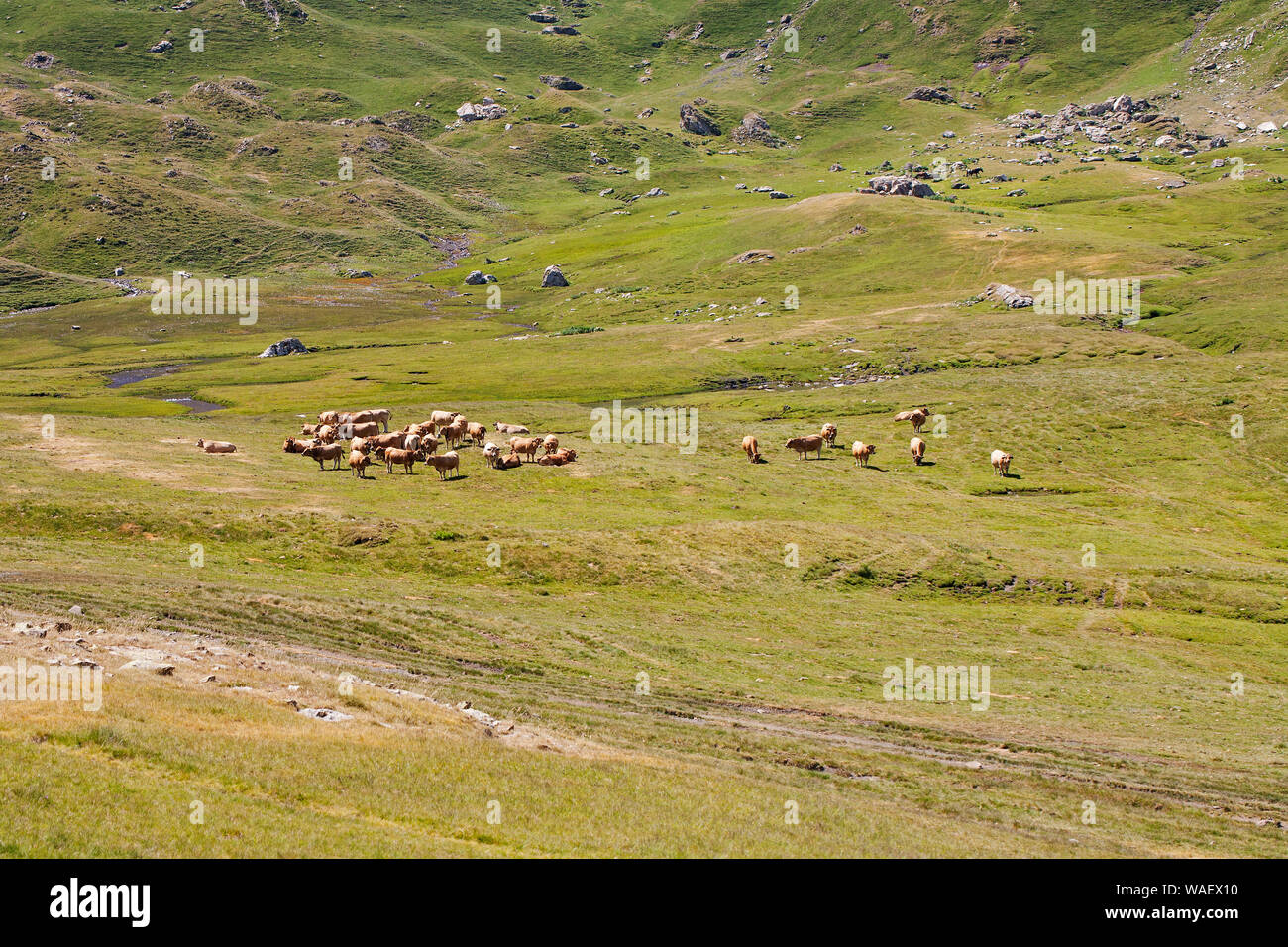 Parthenais cattle grazing in the Cirque de Troumouse Pyrenees National ...