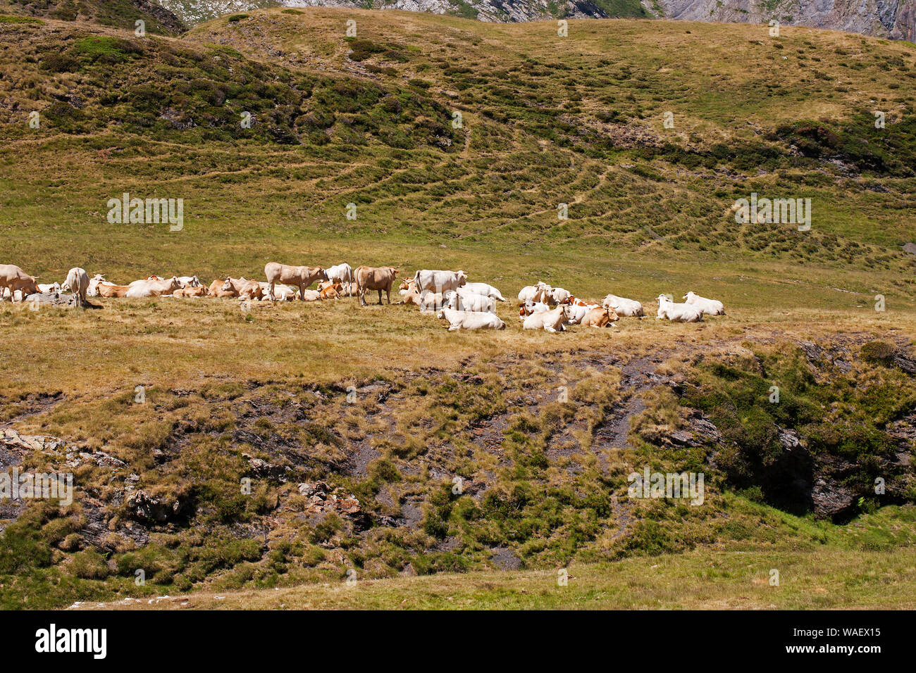 Parthenais cattle grazing in the Cirque de Troumouse Pyrenees National ...