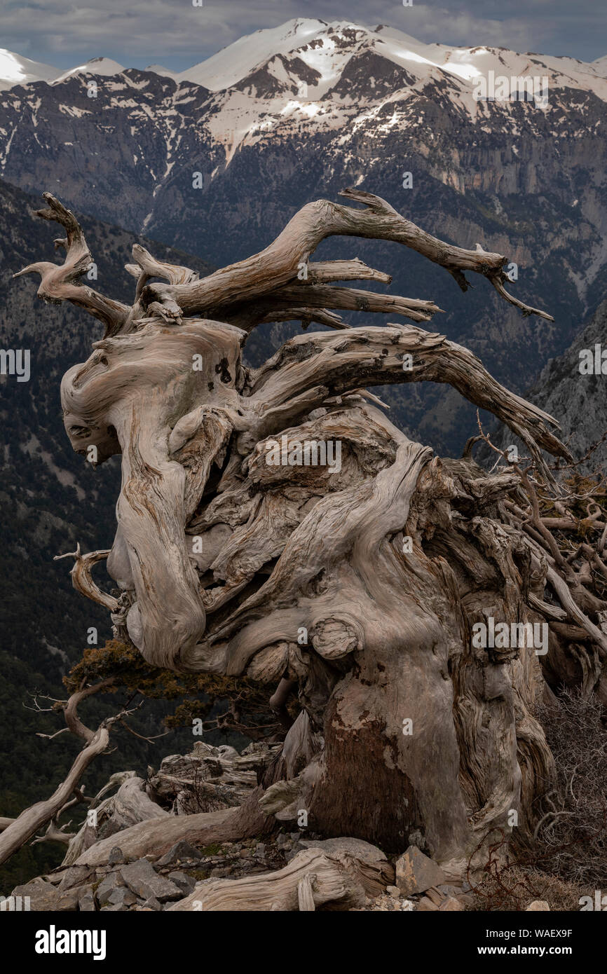 Cypress trunk hi-res stock photography and images - Alamy