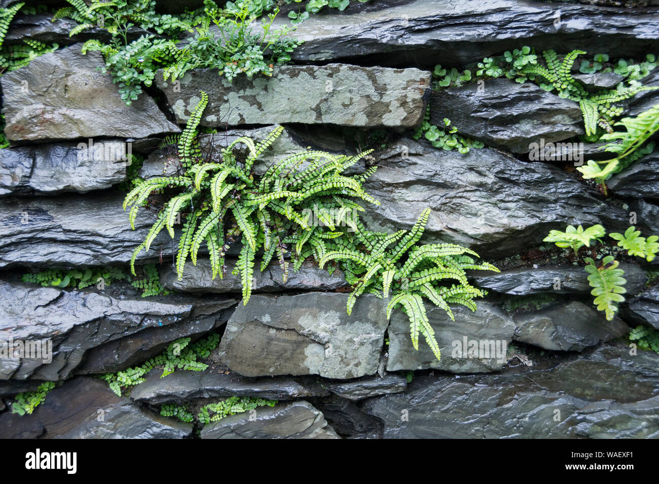 Slate walling and dry stone walls in the Lake District, Cumbria, UK ...