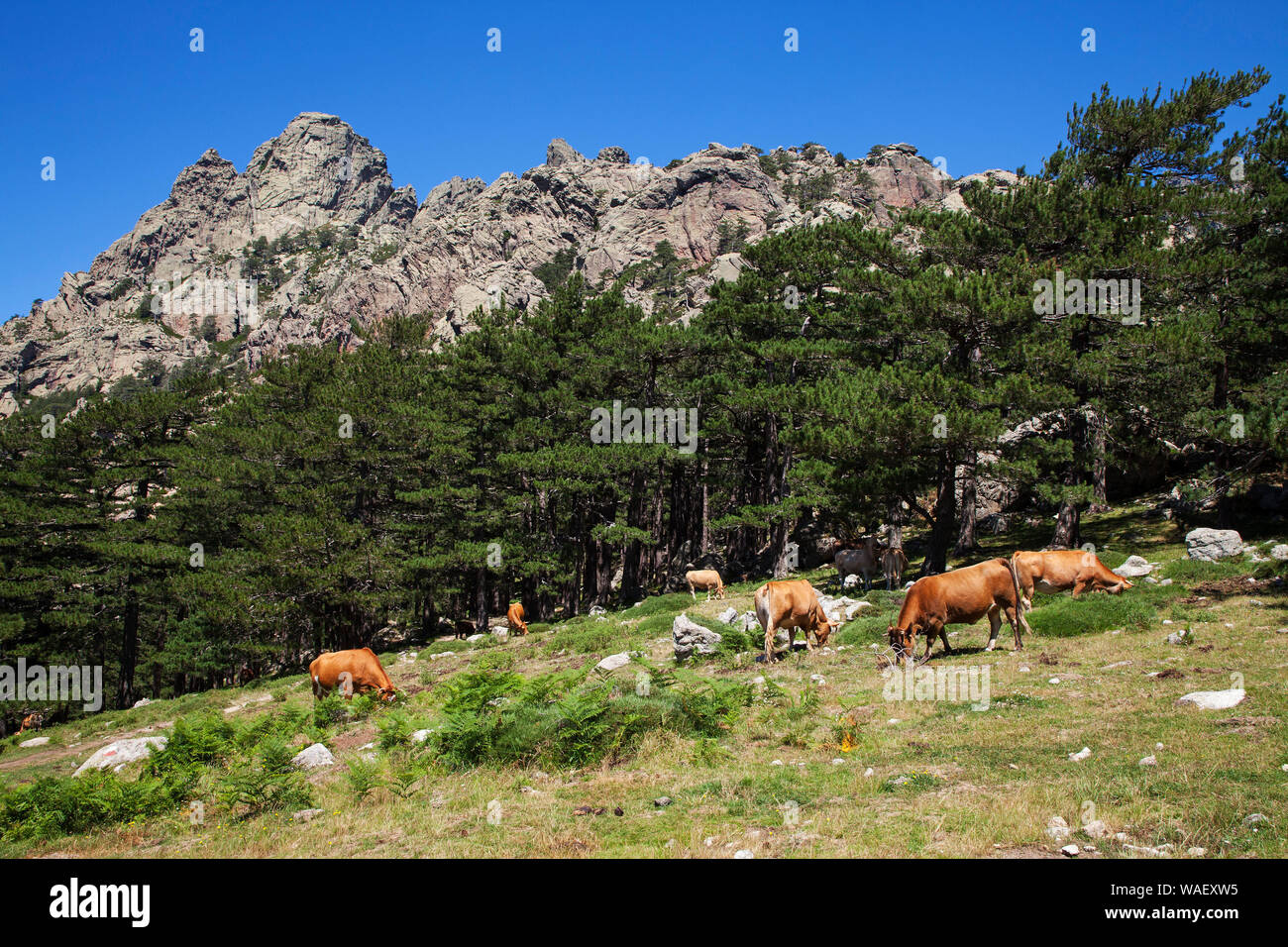 Cattle grazing on grassland with Corsican pines and part of the ...