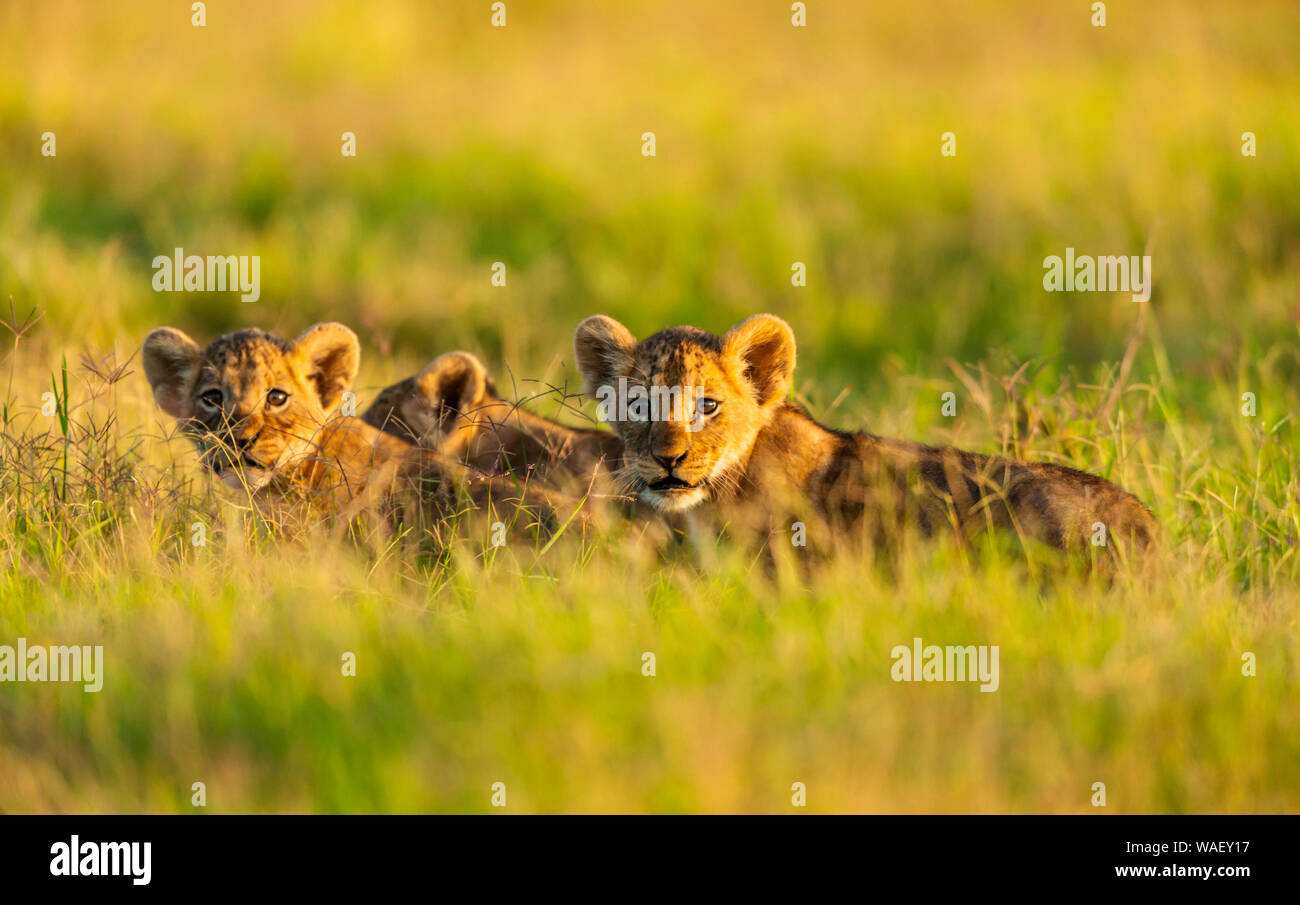 Lion cubs in a morning light, Amboseli, Kenya Stock Photo - Alamy