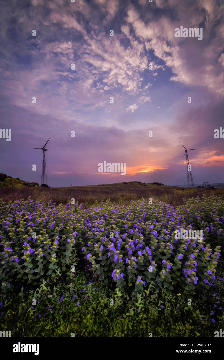 Karvi blooming hi-res stock photography and images - Alamy