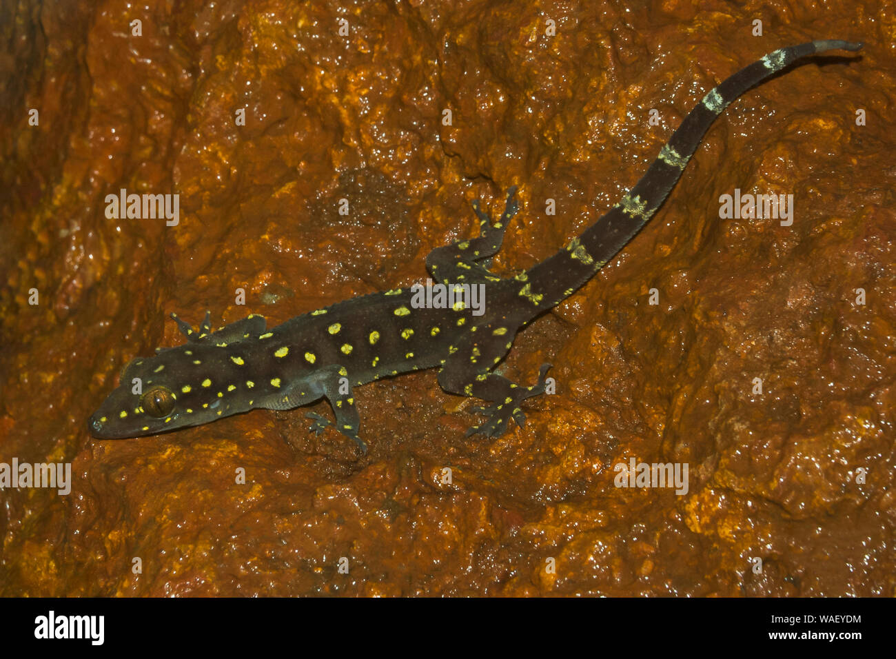 Prashadi Gecko, Hemidactylus prashadi, also known as the Bombay leaf ...