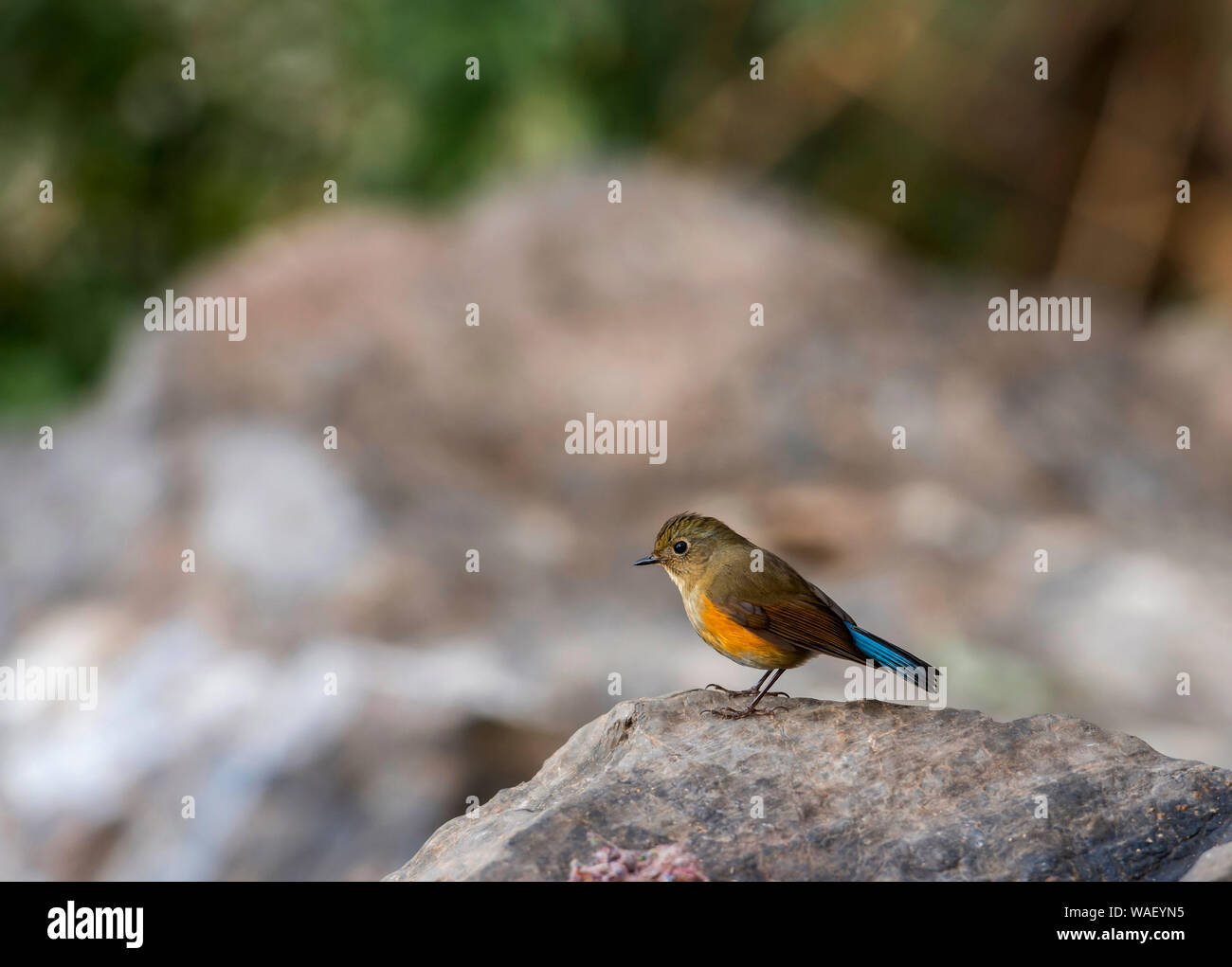 Female himalayan bluetail hi-res stock photography and images - Alamy