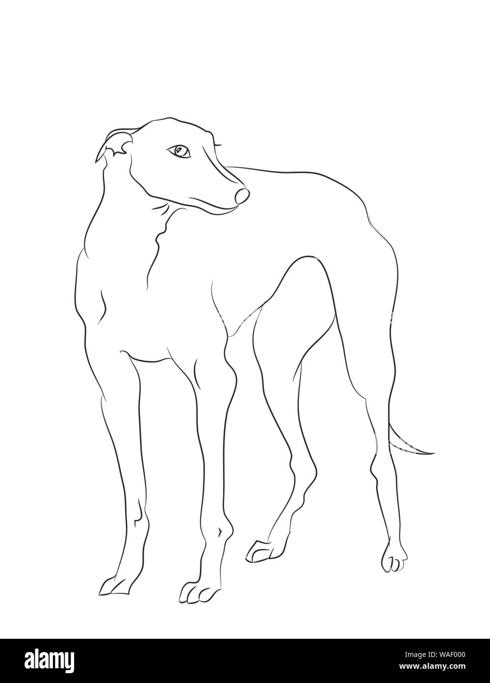 dog stands lines, vector, white background, dog stands Stock Vector ...