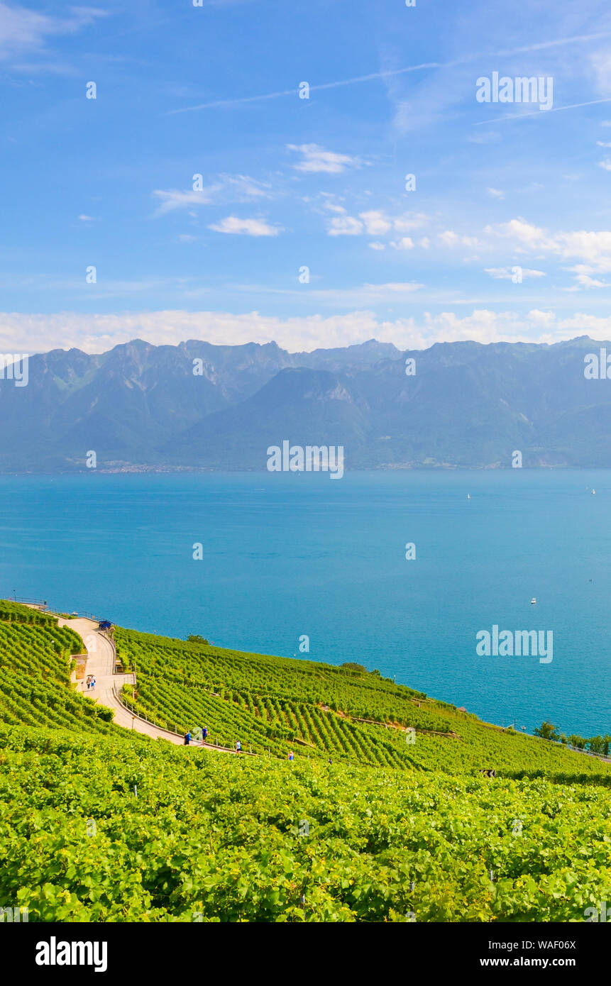 Vertical picture of Geneva Lake and beautiful vineyards on the adjacent ...