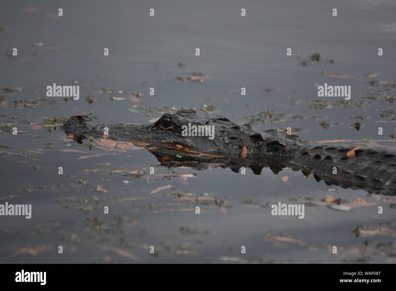 Alligator moving through the water in Barataria Preserve in Louisiana ...