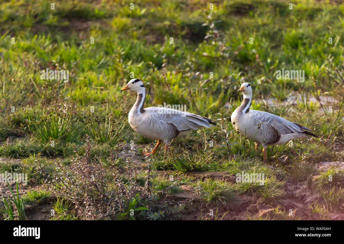 Bar headed geese india hi-res stock photography and images - Alamy