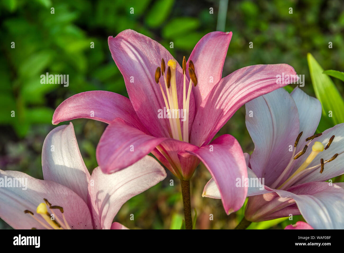 Violet lily hi-res stock photography and images - Alamy
