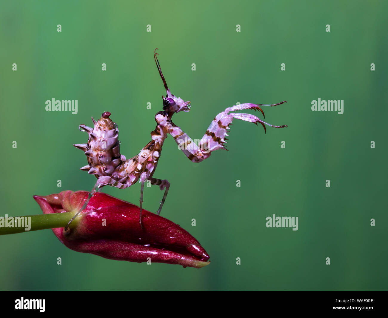 Spiney Flower Mantis Deimatic Display Stock Photo - Alamy