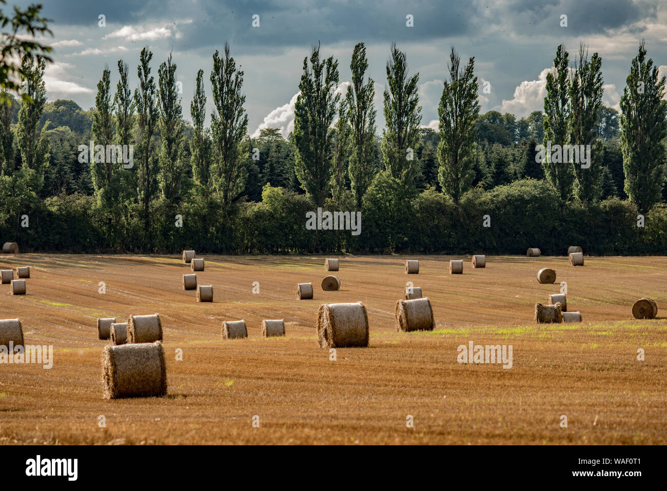 harvested field in rural landscape Stock Photo - Alamy