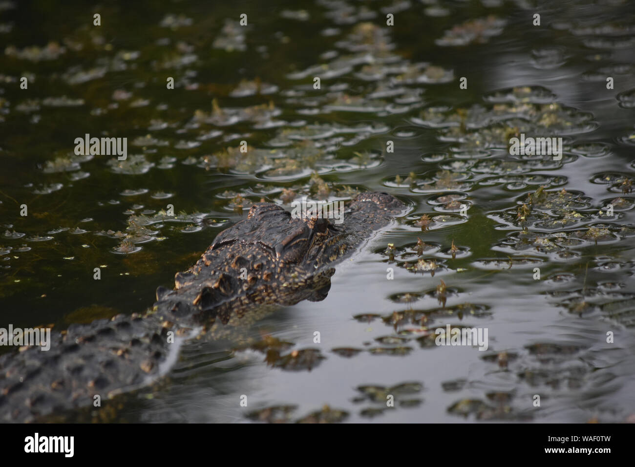 Alligator with his head above the water's surface in the bayou Stock ...