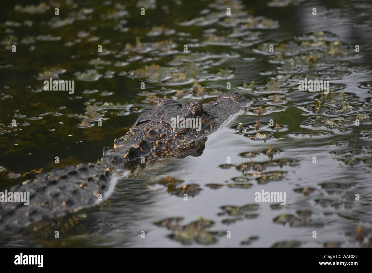 Stunning stalking alligator in a shallow swamp in Louisiana Stock Photo ...