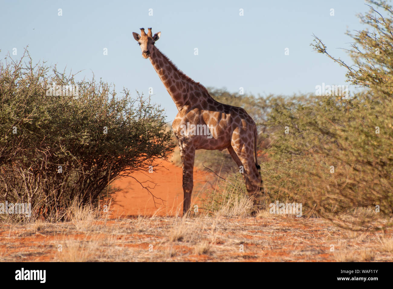 Giraffe hoof hi-res stock photography and images - Alamy