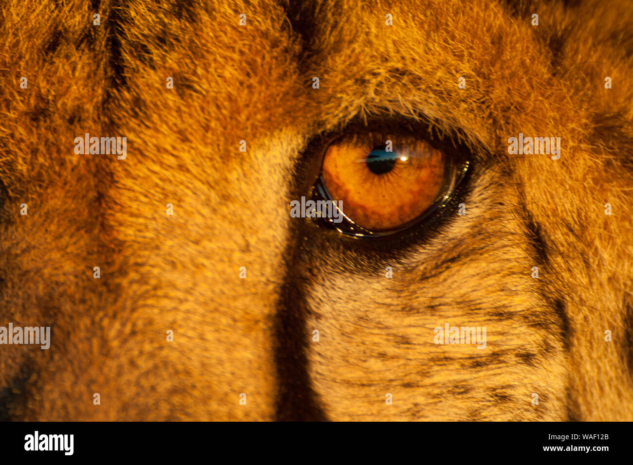 Cheetah nose hi-res stock photography and images - Alamy