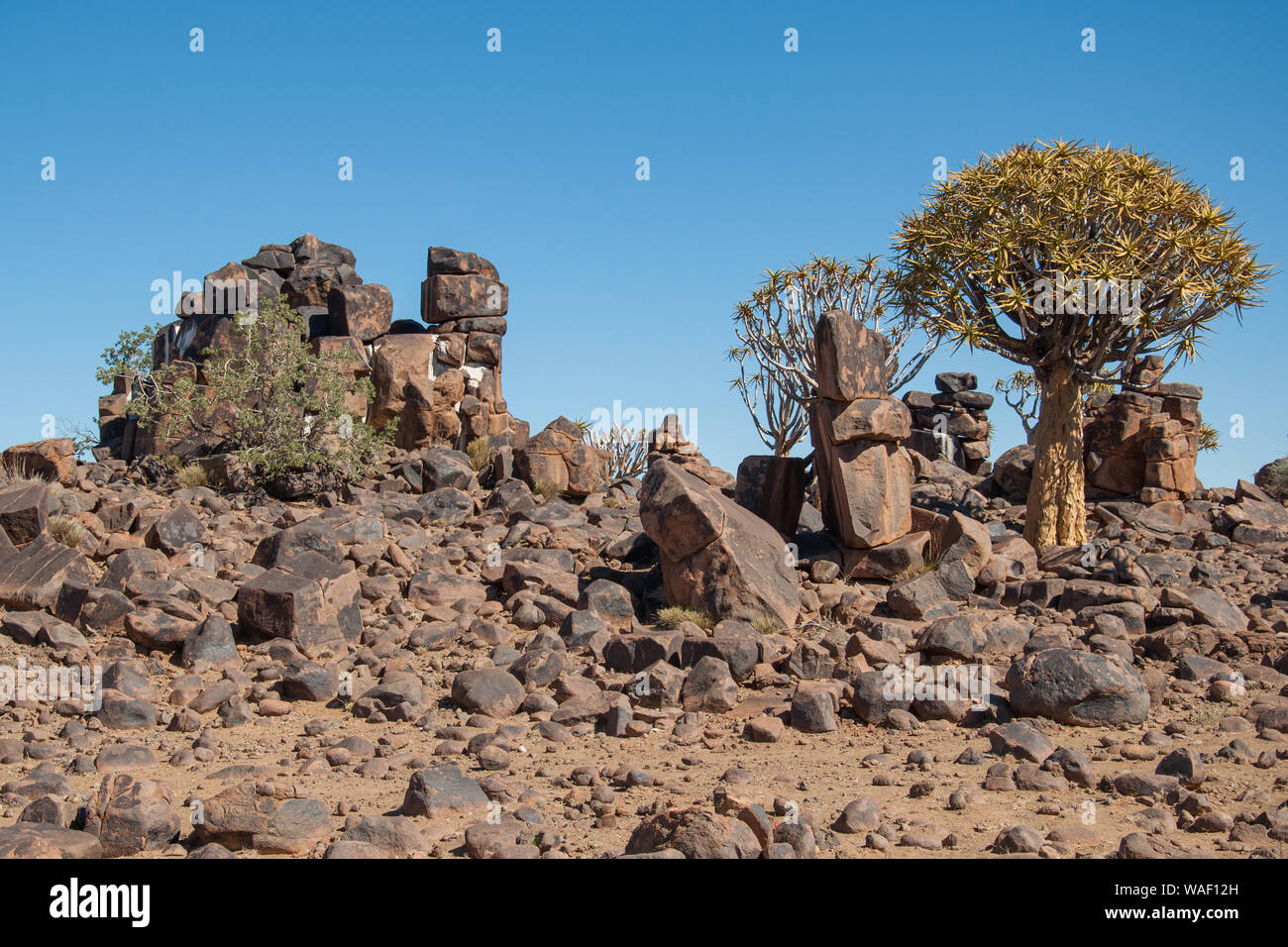 Southern african indigenous trees hi-res stock photography and images ...